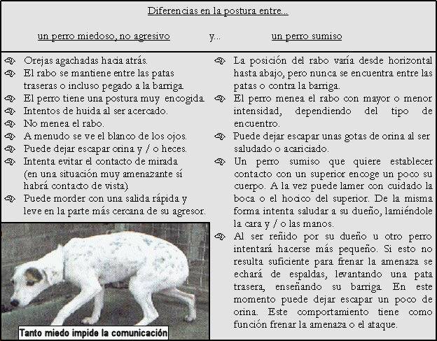 Cómo Educas A Un Perro Sumiso