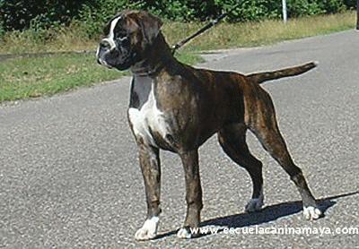 Características del perro Boxer